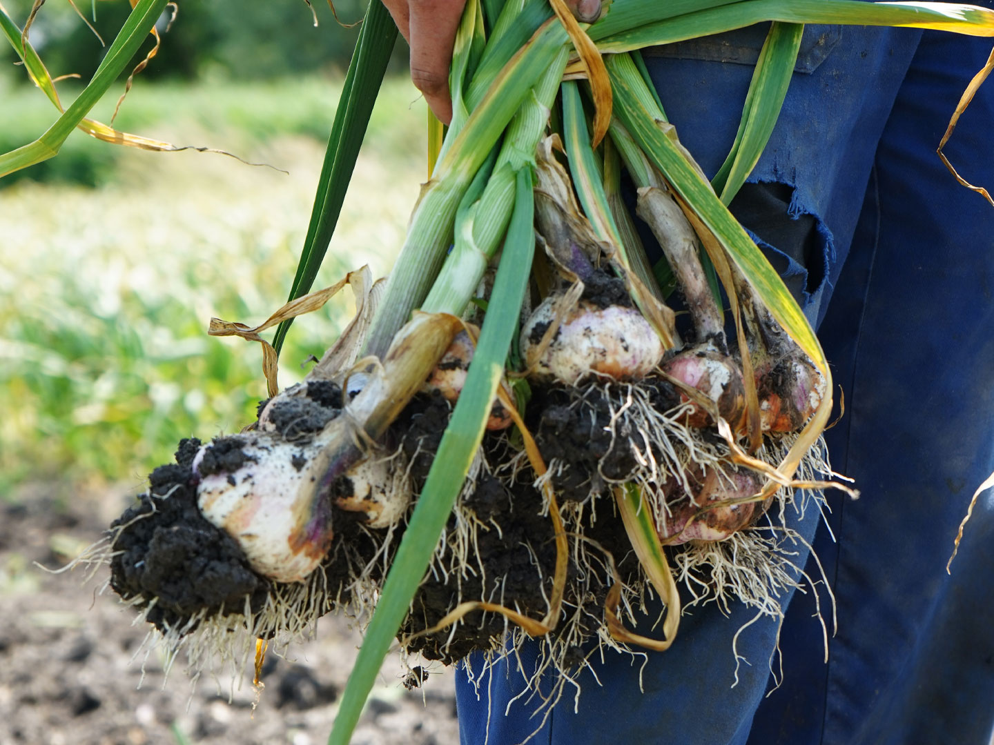 Hoe knoflook uit de Beemster het verschil maakt in jouw gerecht