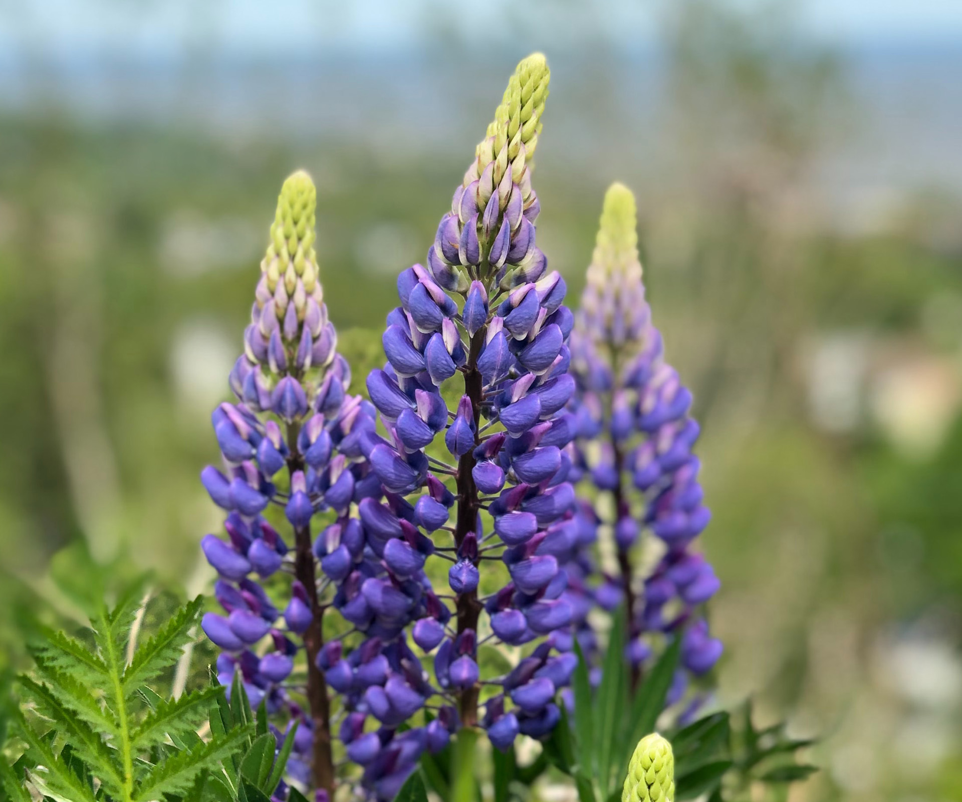 Is lupine de nieuwe (Nederlandse) soja?