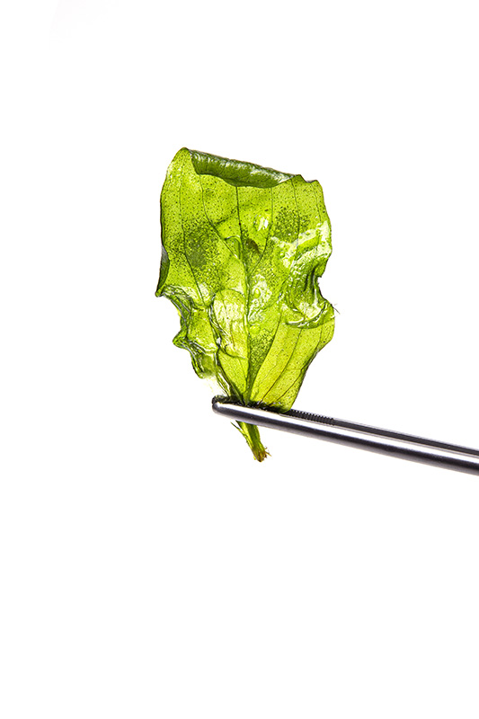 Deep Fried Oyster Plants | Gastronomixs