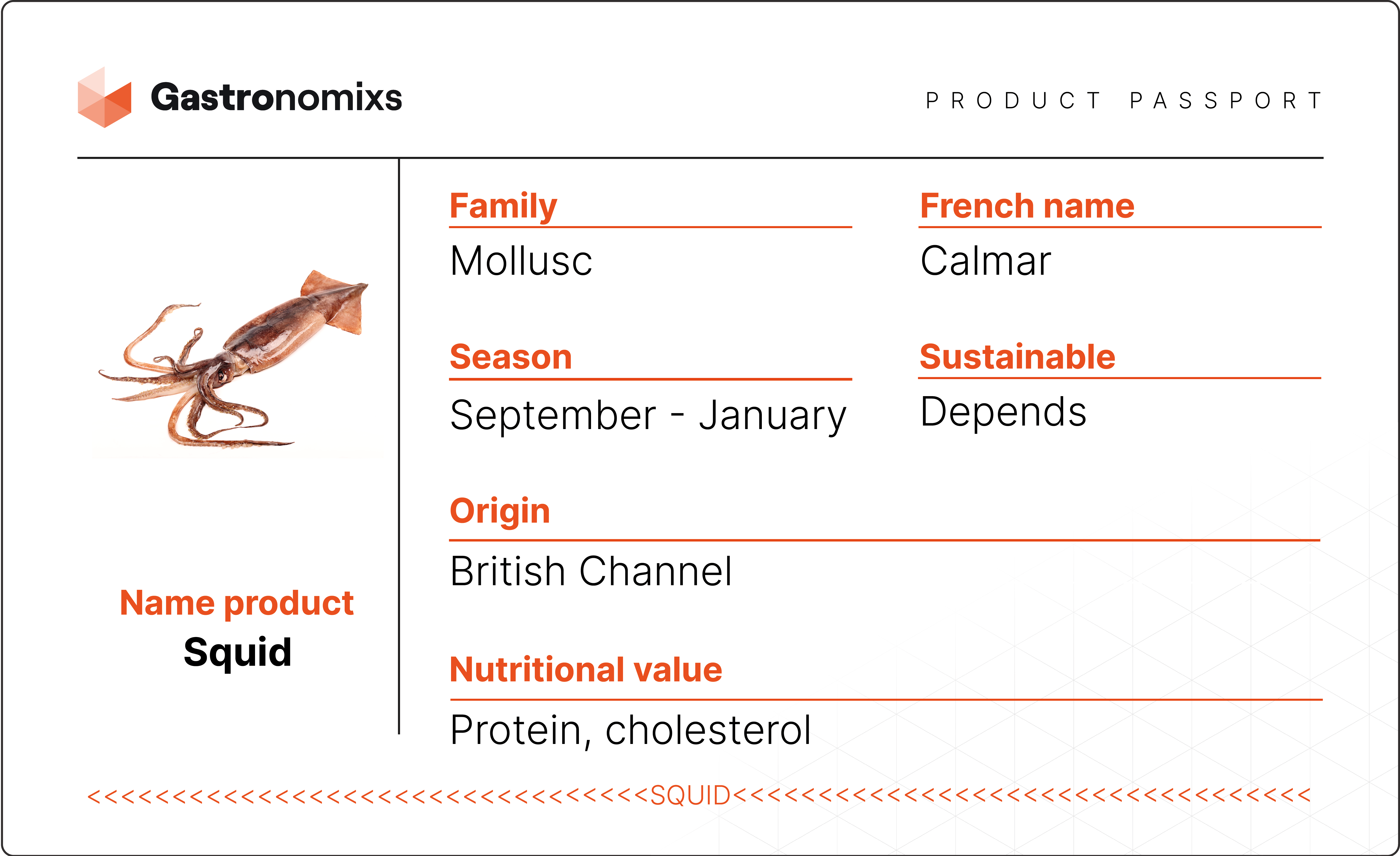 Squid - Product knowledge for chefs | Gastronomixs