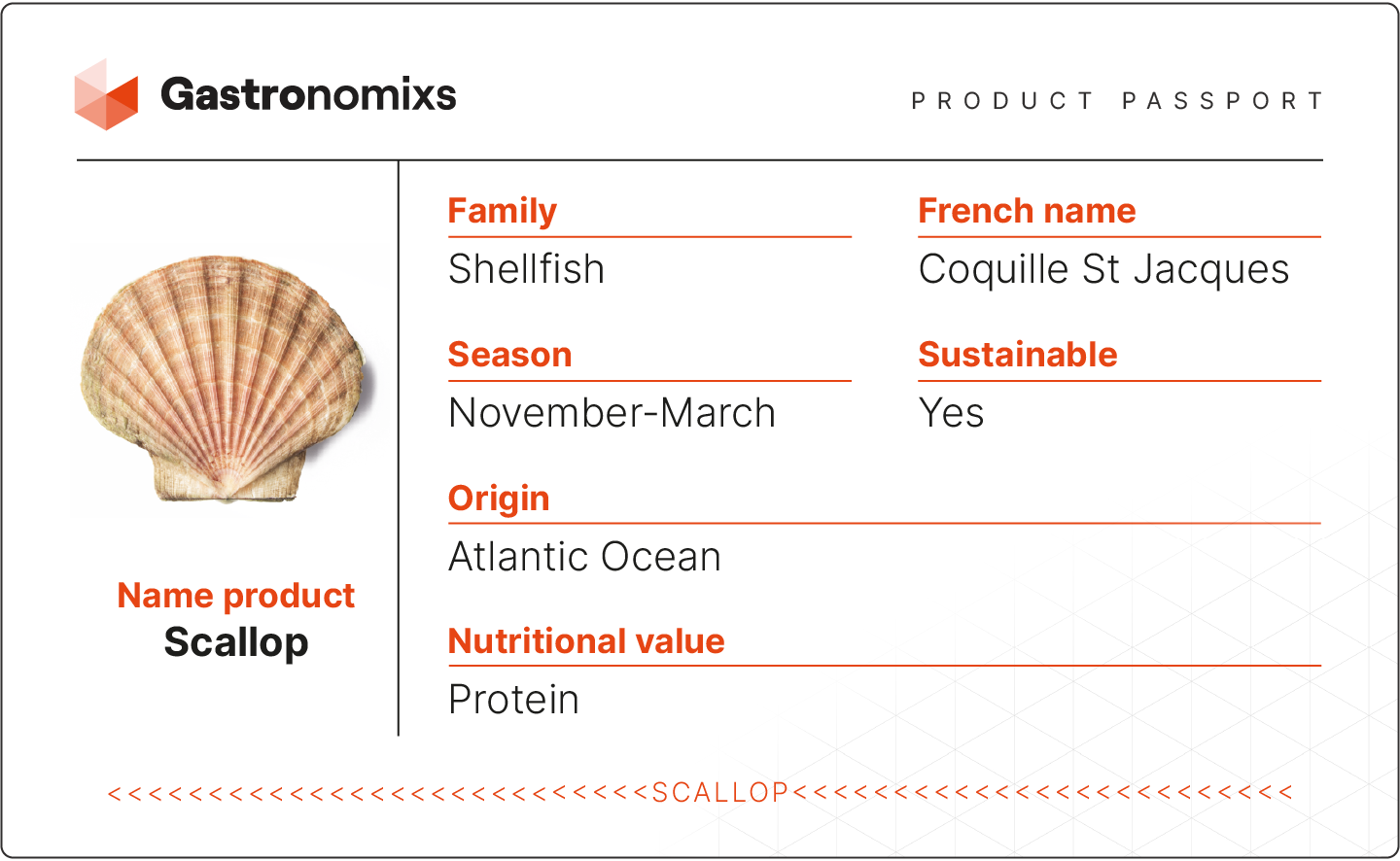 Scallop - Product knowledge for chefs | Gastronomixs